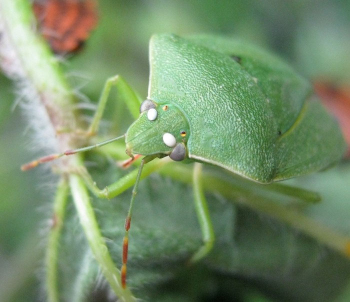 Mosche parassite di cimici e farfalle: i Tachinidi - ortoecologos jimdo ...
