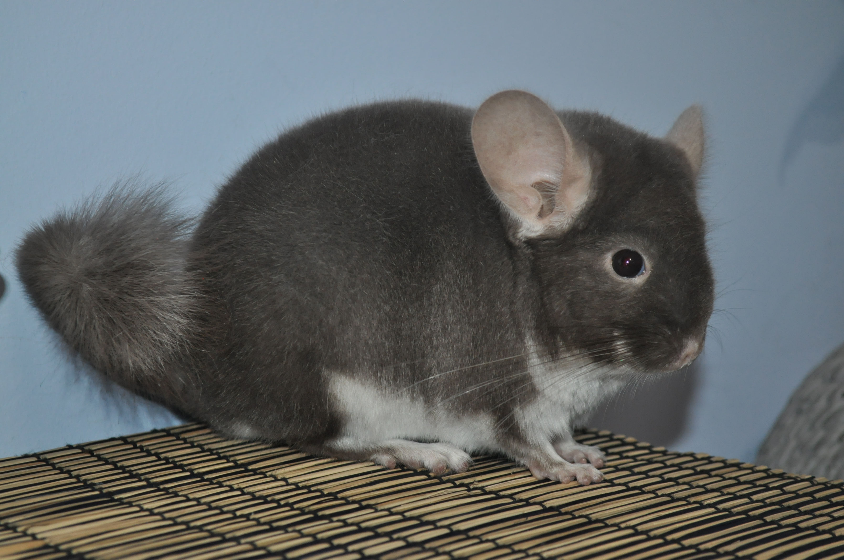 BAsil - Site de chincholla