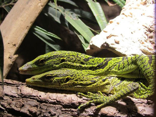 Varanus reisingeri (Reisingers Baumwaran) - Warane - Haltung, Pflege ...