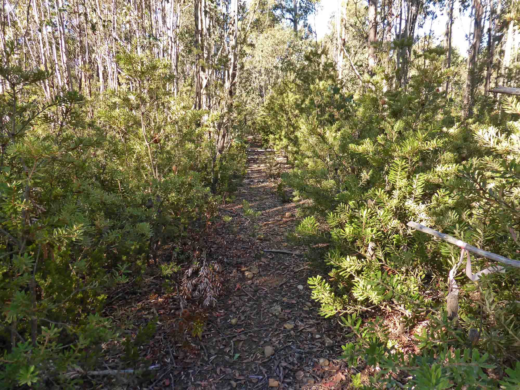 Climbing Platform Peak, Tasmania - The Journey and the Destination