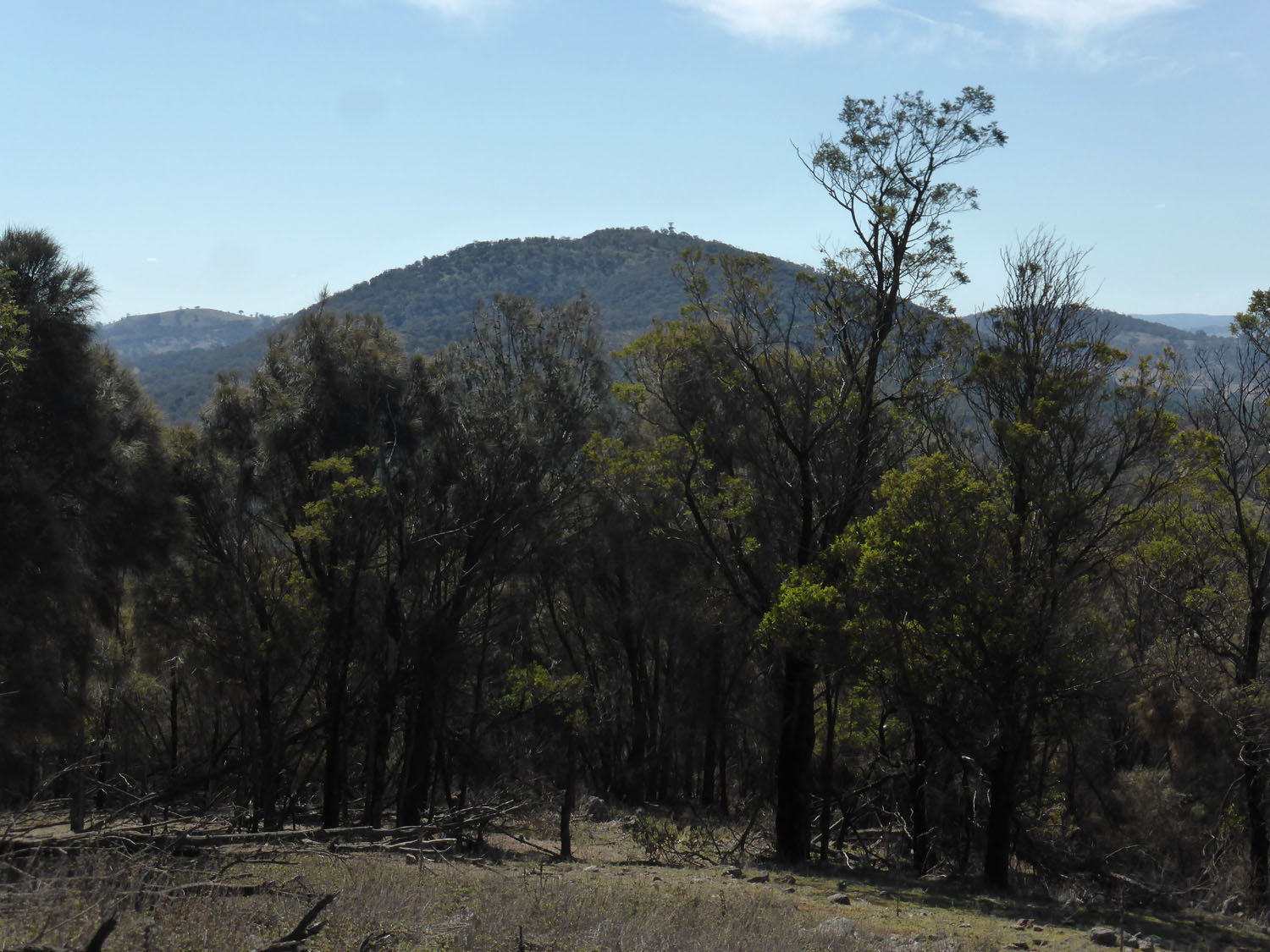 Walking to Mt Ainslie and Mt Majura - The Journey and the Destination