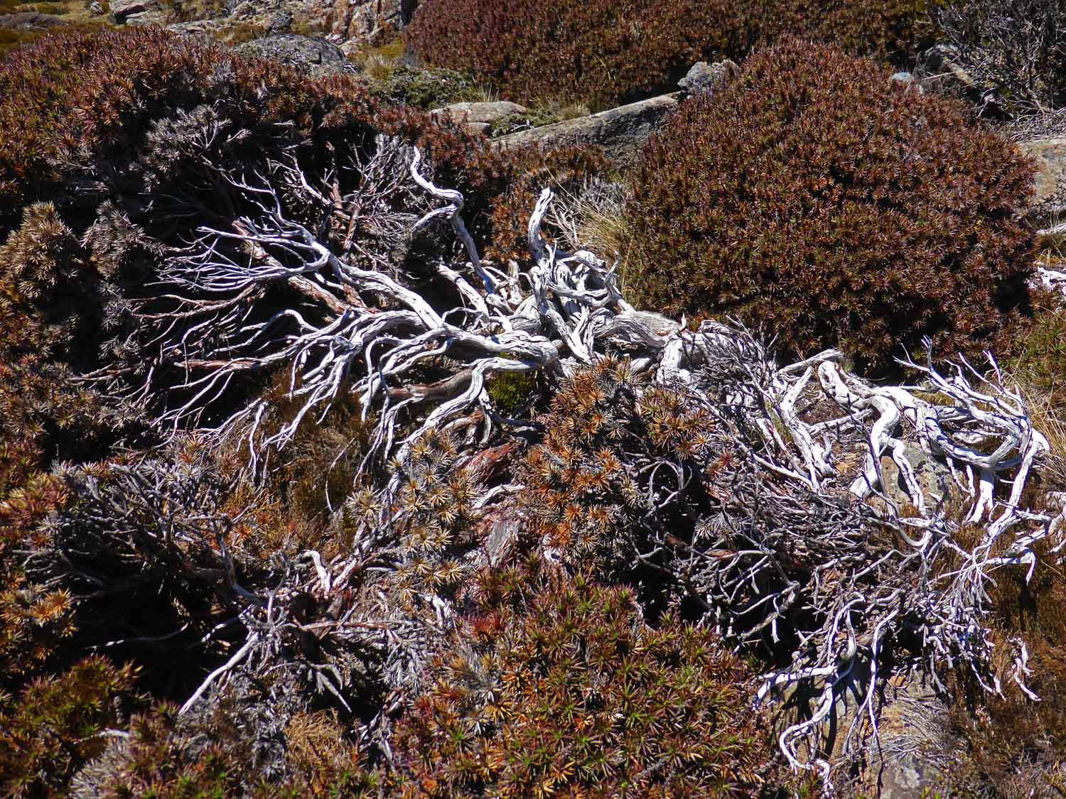 A visit to Ben Lomond - The Journey and the Destination