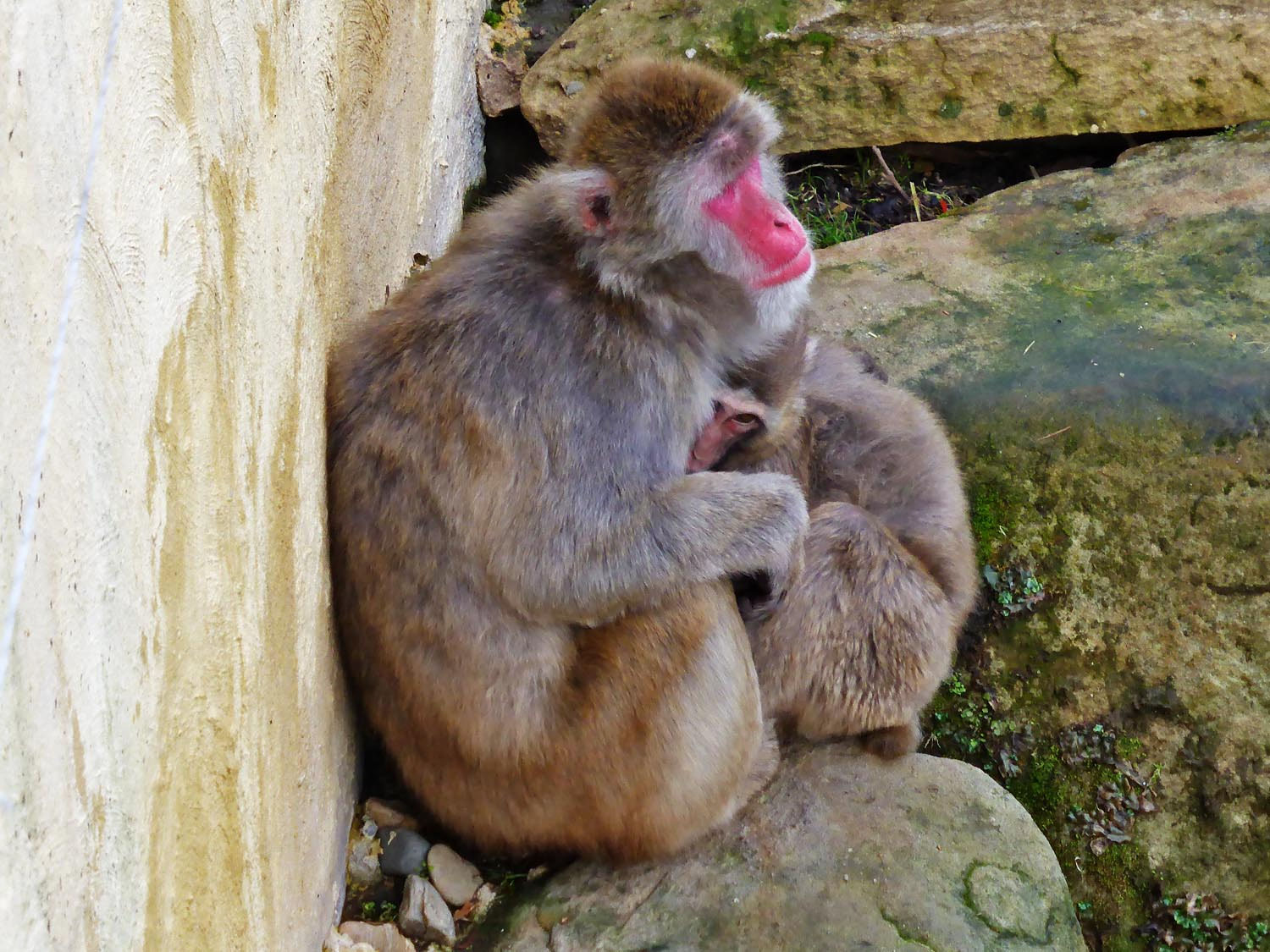 Macaques of Launceston - The Journey and the Destination