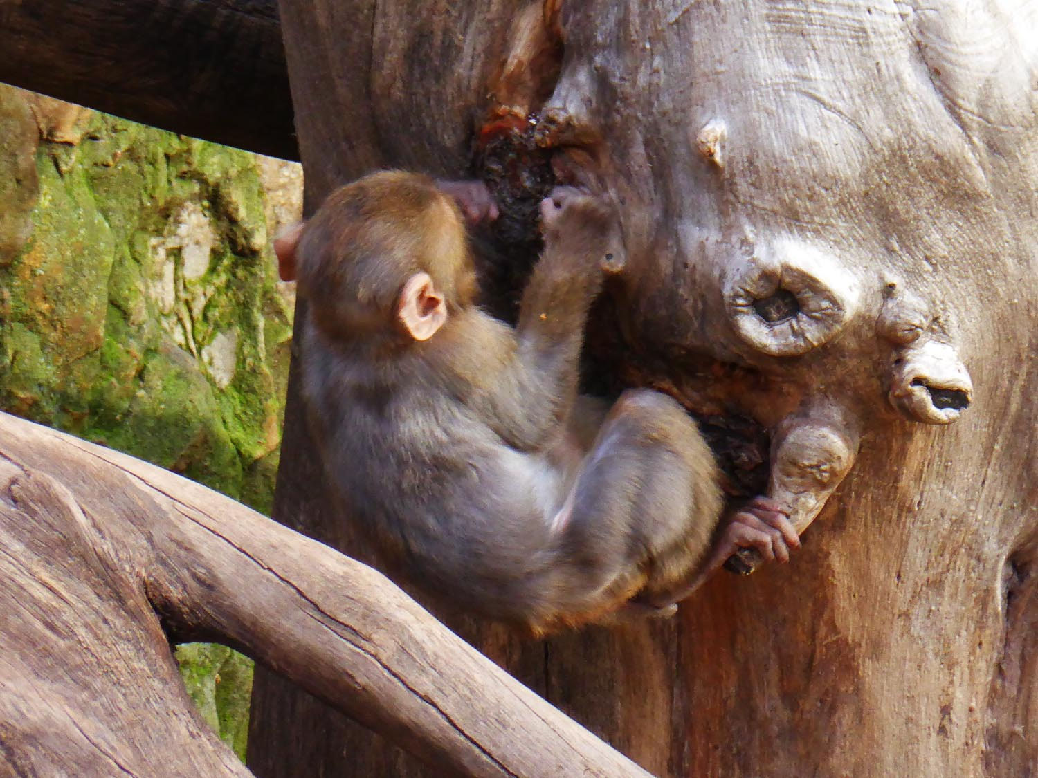 Macaques of Launceston - The Journey and the Destination