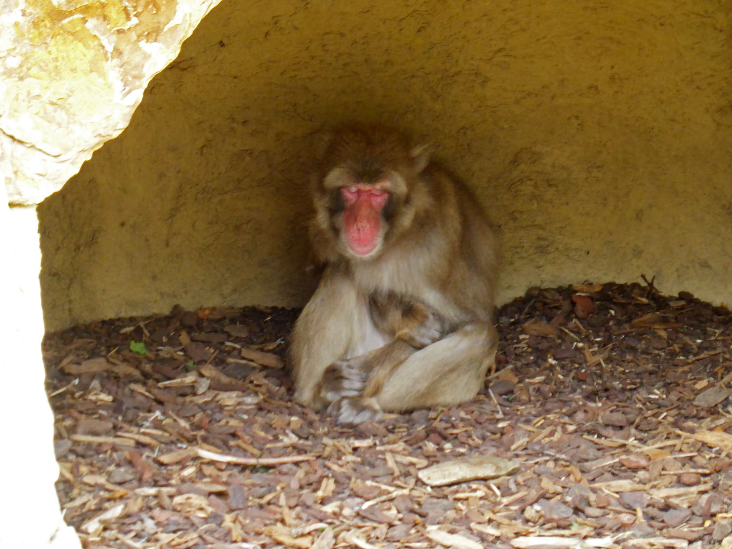 More of Launceston’s Macaque monkeys - The Journey and the Destination