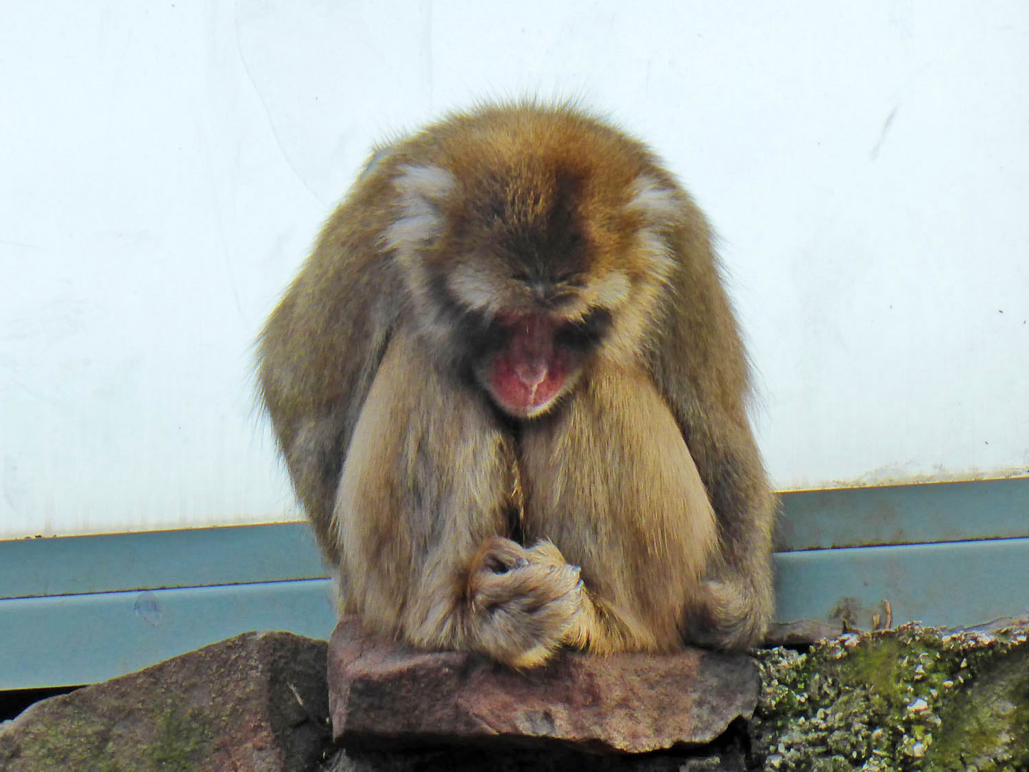 Macaques of Launceston - The Journey and the Destination