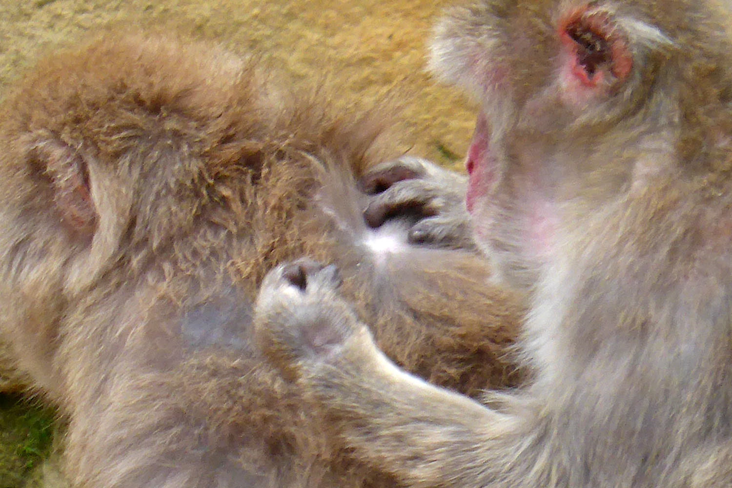 More of Launceston’s Macaque monkeys - The Journey and the Destination