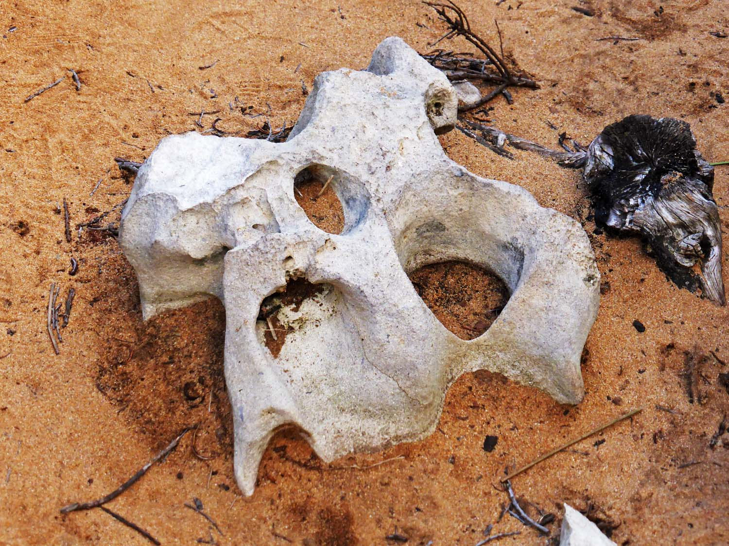 A walk to Bob’s Hollow - The Journey and the Destination