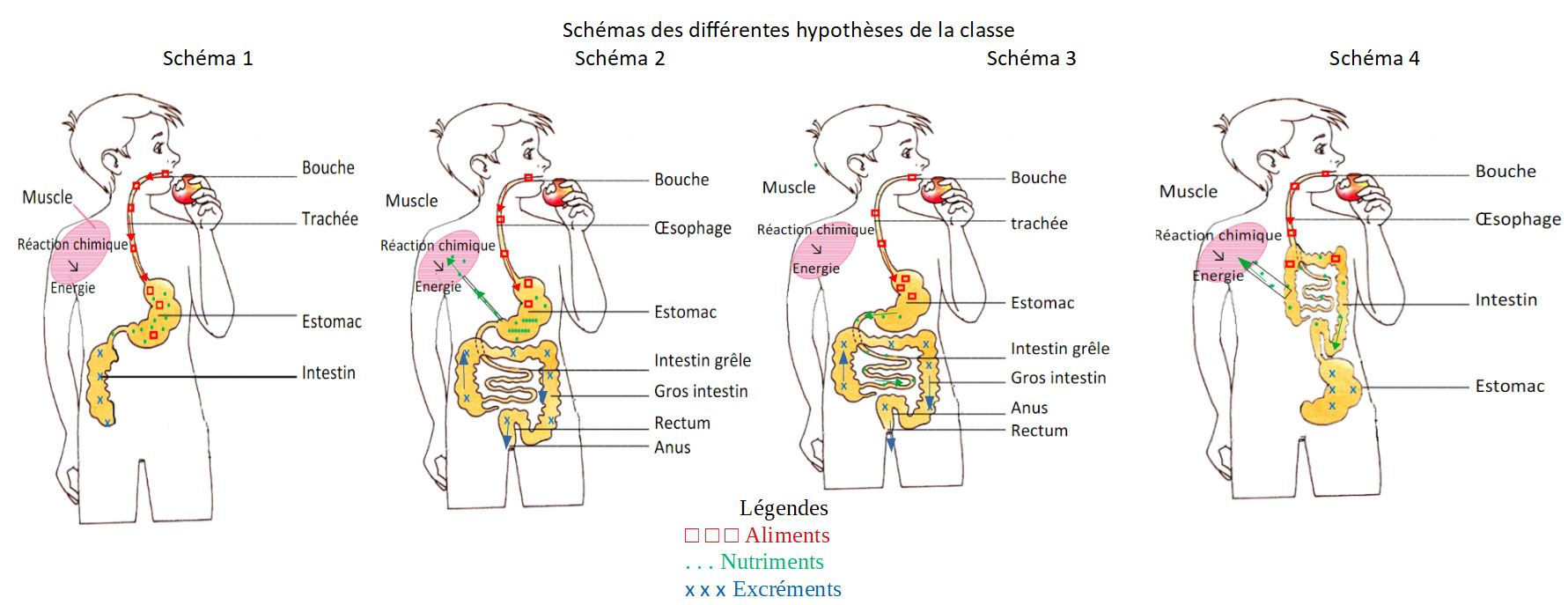Chapitre 4 : La digestion des aliments - Site de svtpmc