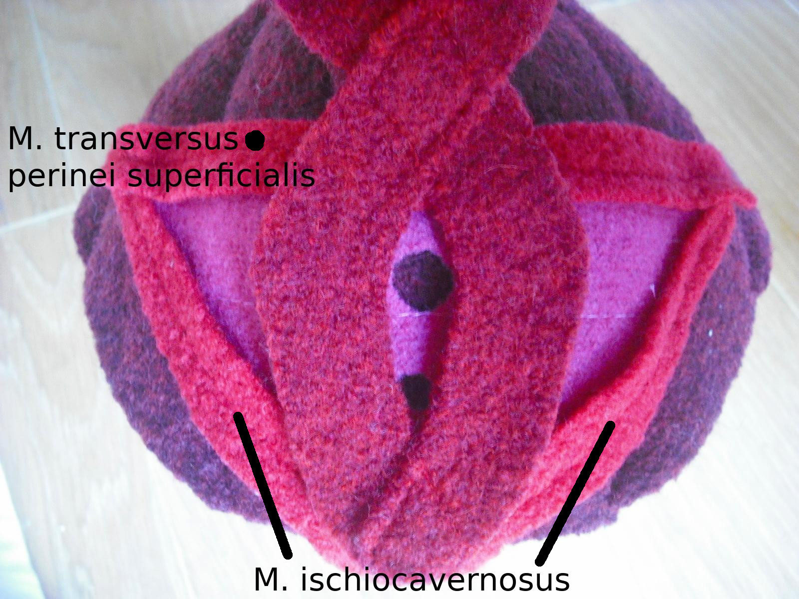 Beckenboden Anatomie - 3-D Beckenboden/Körpermodell