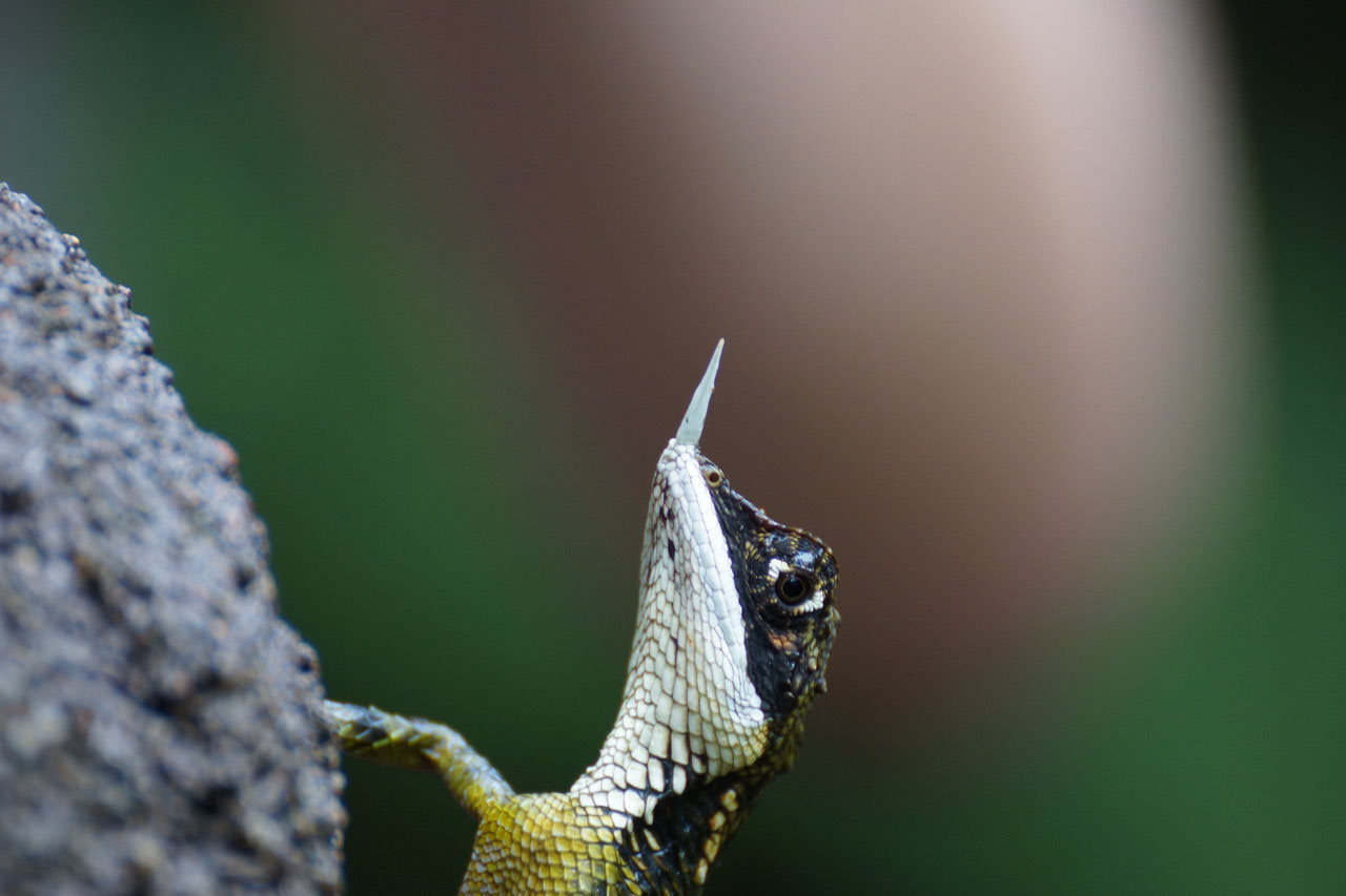 Horton Plains National Park - ddtours