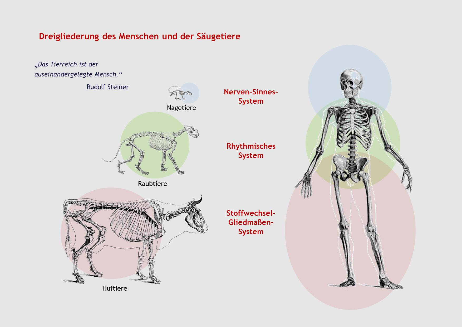 Dreigliederung der Säugetiere - metamorphose-mensch-tier-des Webseite!