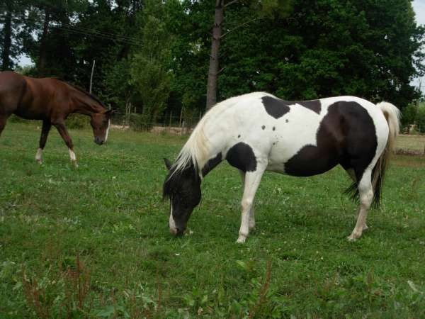 L'arrivée de Diana - activités assistées par l'animal