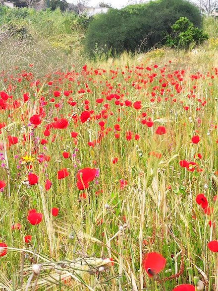 The Grain and Fruit Harvest Times in Israel - Structure Bible Menorah ...