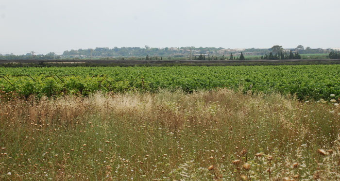 The Grain and Fruit Harvest Times in Israel - Structure Bible Menorah ...