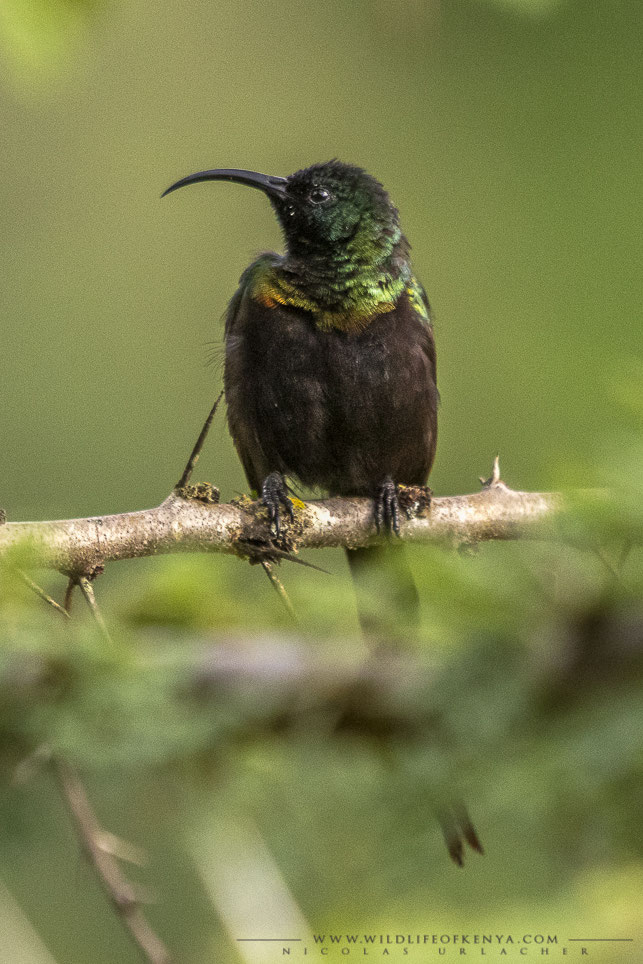Bronze Sunbird - wildlife of kenya by Nicolas Urlacher