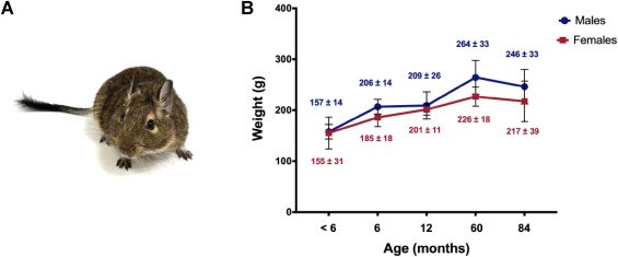 Degu Steckbrief - Deguzucht in Bayern