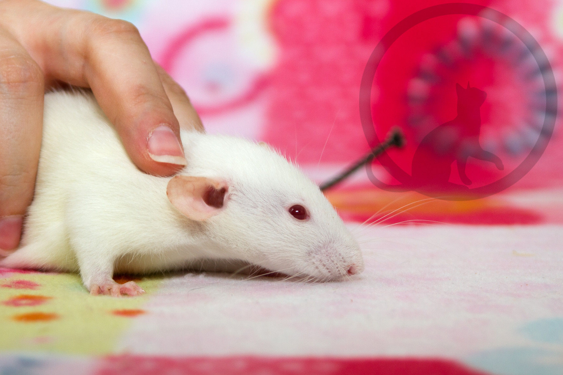 Qualzuchten der Ratte - Felis-silvestris.com