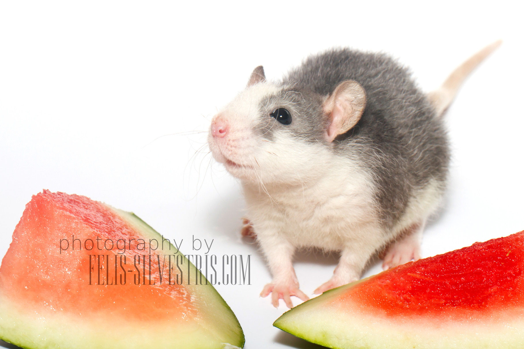 Qualzuchten der Ratte - Felis-silvestris.com