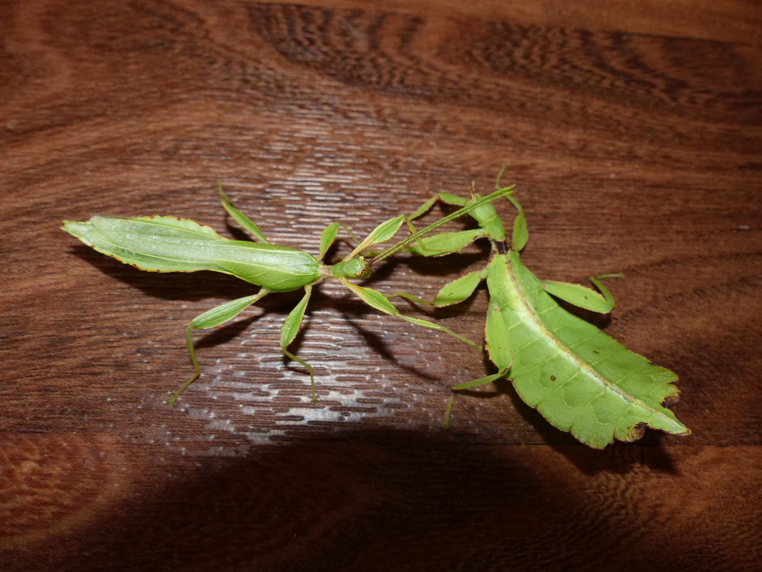 Phasmiden - Weissbauchigel Jena Züchter