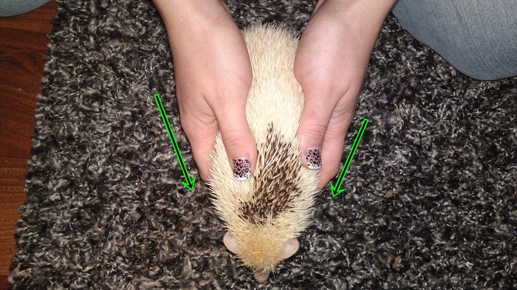 Den Igel richtig anfassen und greifen - Weissbauchigel Jena Züchter