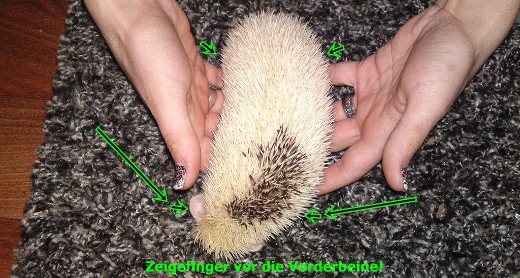 Den Igel richtig anfassen und greifen - Weissbauchigel Jena Züchter