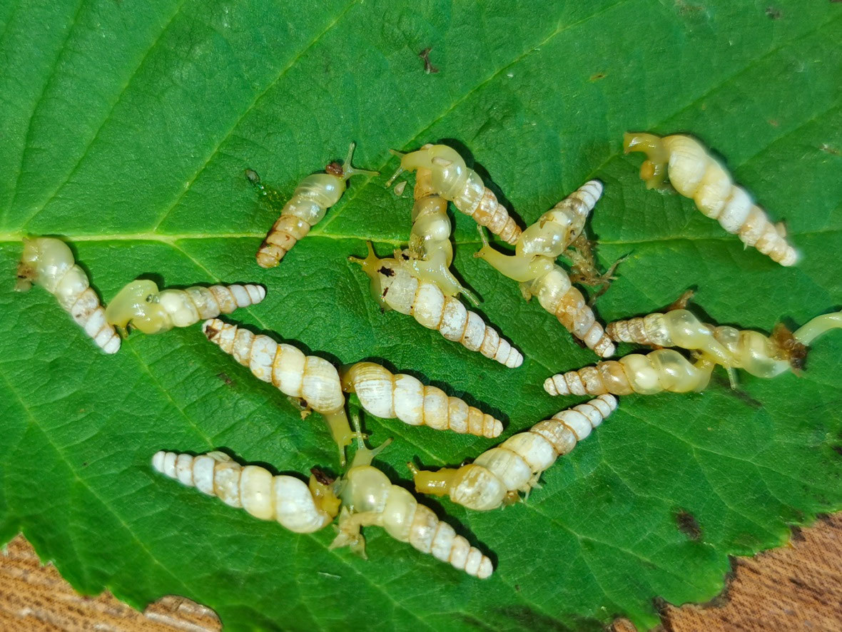Subulina octona Brasilianische Trompetenschnecke - Weissbauchigel Jena ...