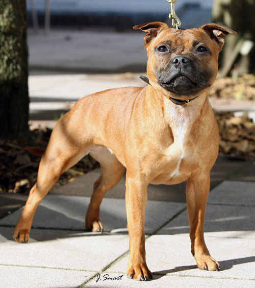 Females - Pride Staff's - Staffordshire Bullterrier Züchter Maik Henneberg