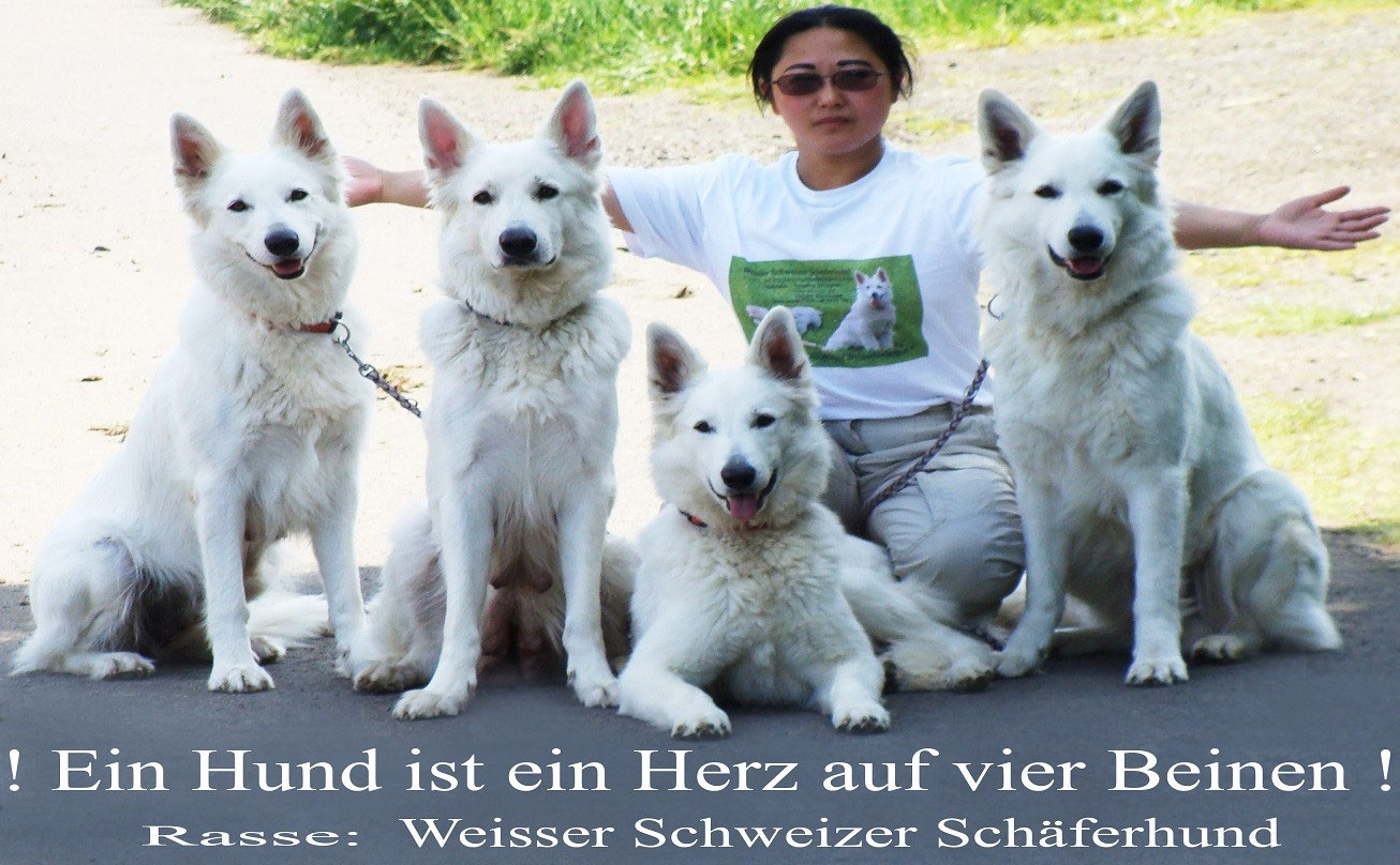Über uns - weisse-schweizer-schaeferhunde Webseite!