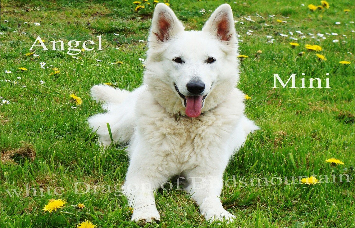 Unser Traumpaar Magic & Angel-Mini - weisse-schweizer-schaeferhunde ...