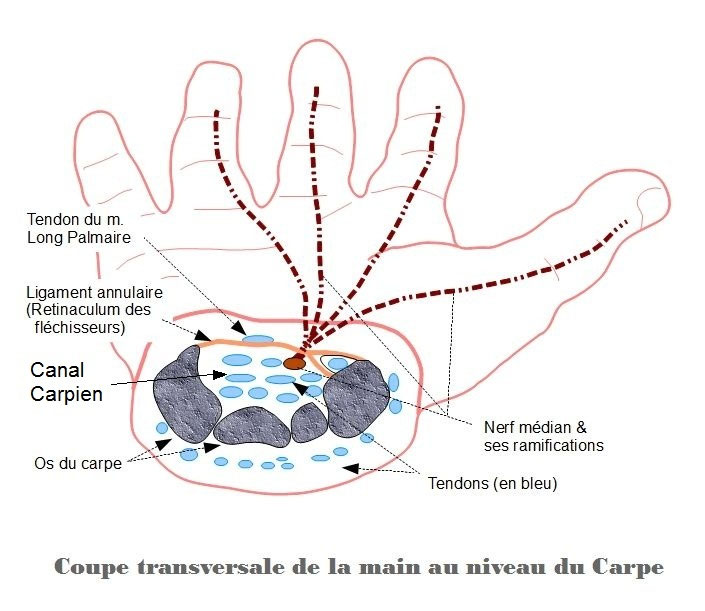 Canal Carpien - www.brachy-myotherapie.com