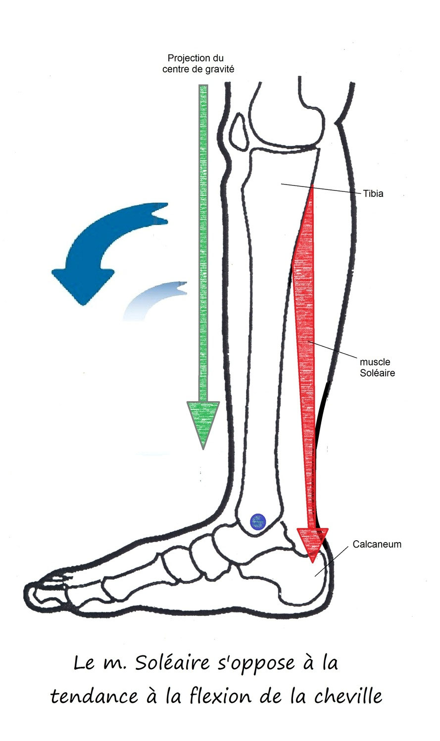 Jambes lourdes - www.brachy-myotherapie.com