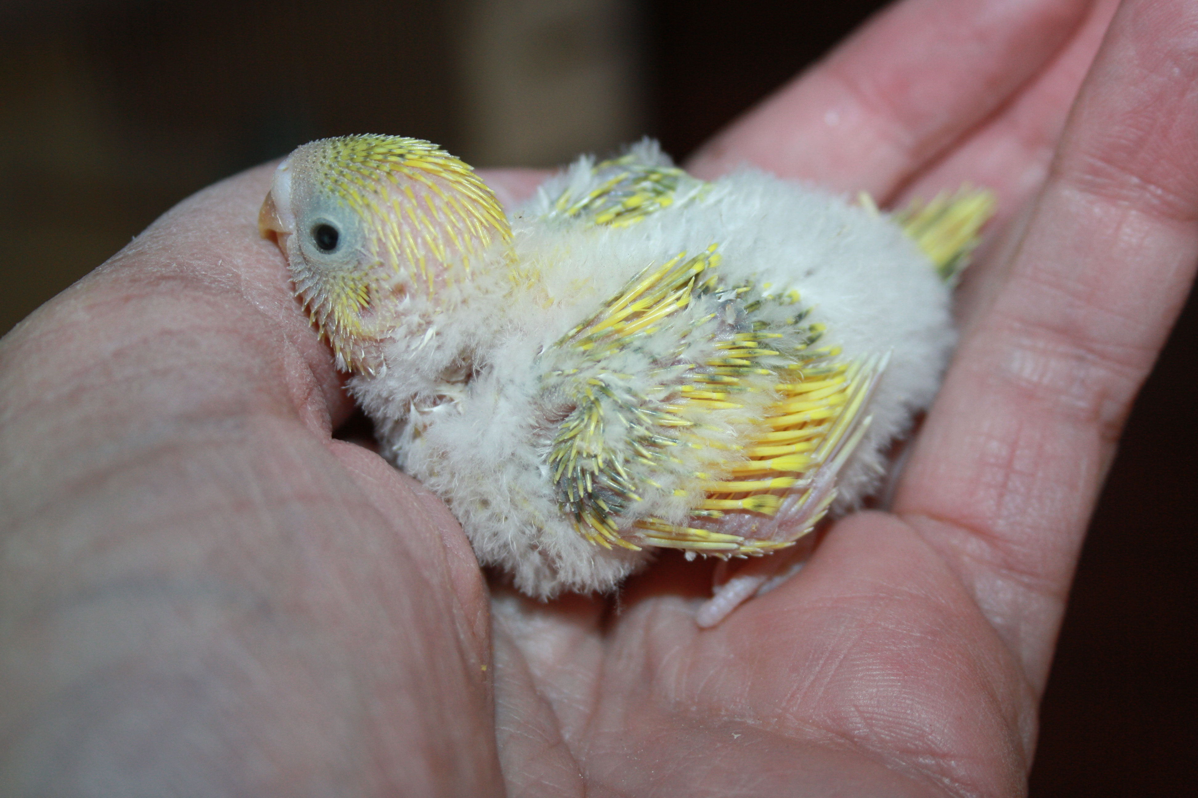 DANI (man) VIOLET x PUCK (pop) LICHTBLAUW OVERGOTEN GRIJSVLEUGEL - Haagse Grasparkiet