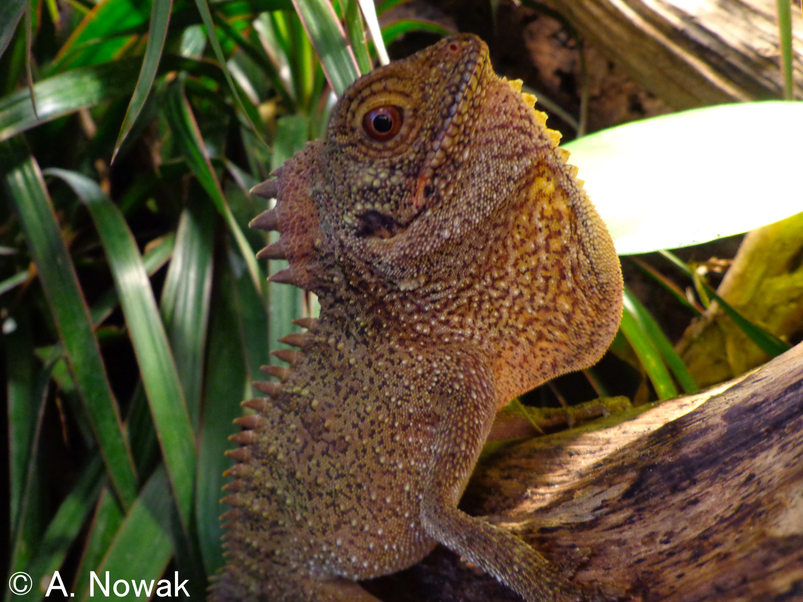 Hypsilurus dilophus - Zucht und Haltung australischer Warane und Echsen