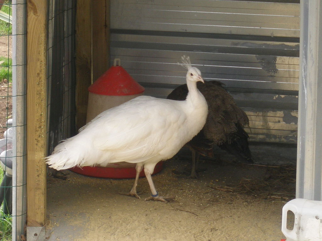 PAVOS REALES - La Granja de Sobaler