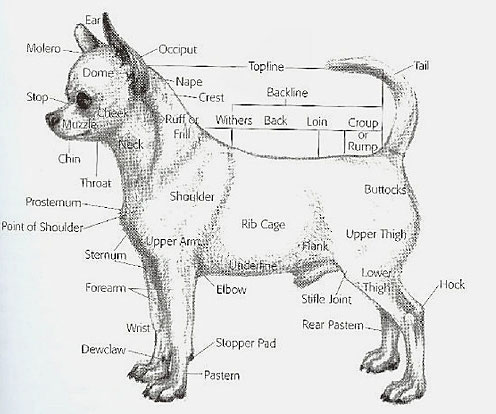 -BREED STANDARD- - chihuahuaworld
