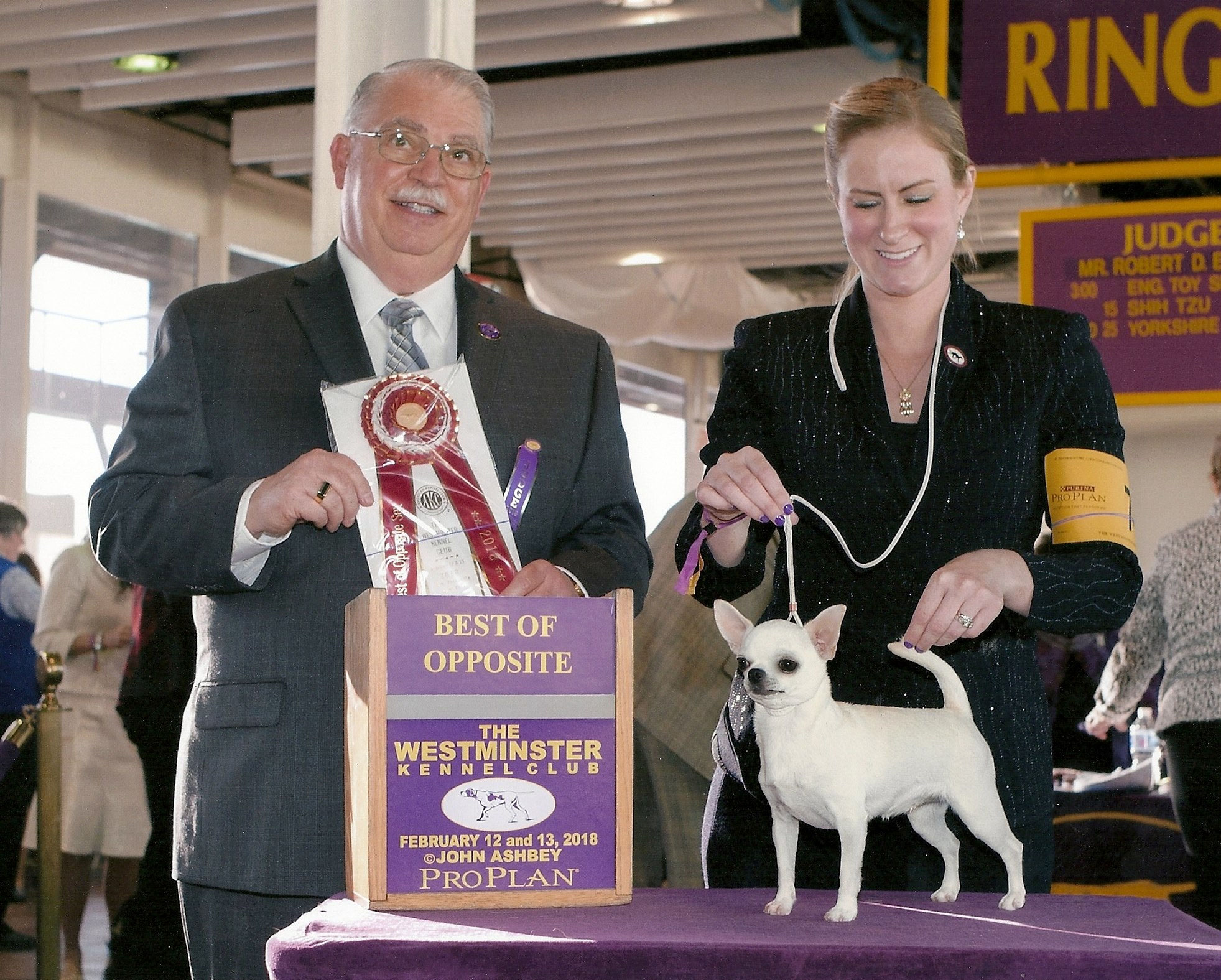 KRISTI GREEN - chihuahuaworld