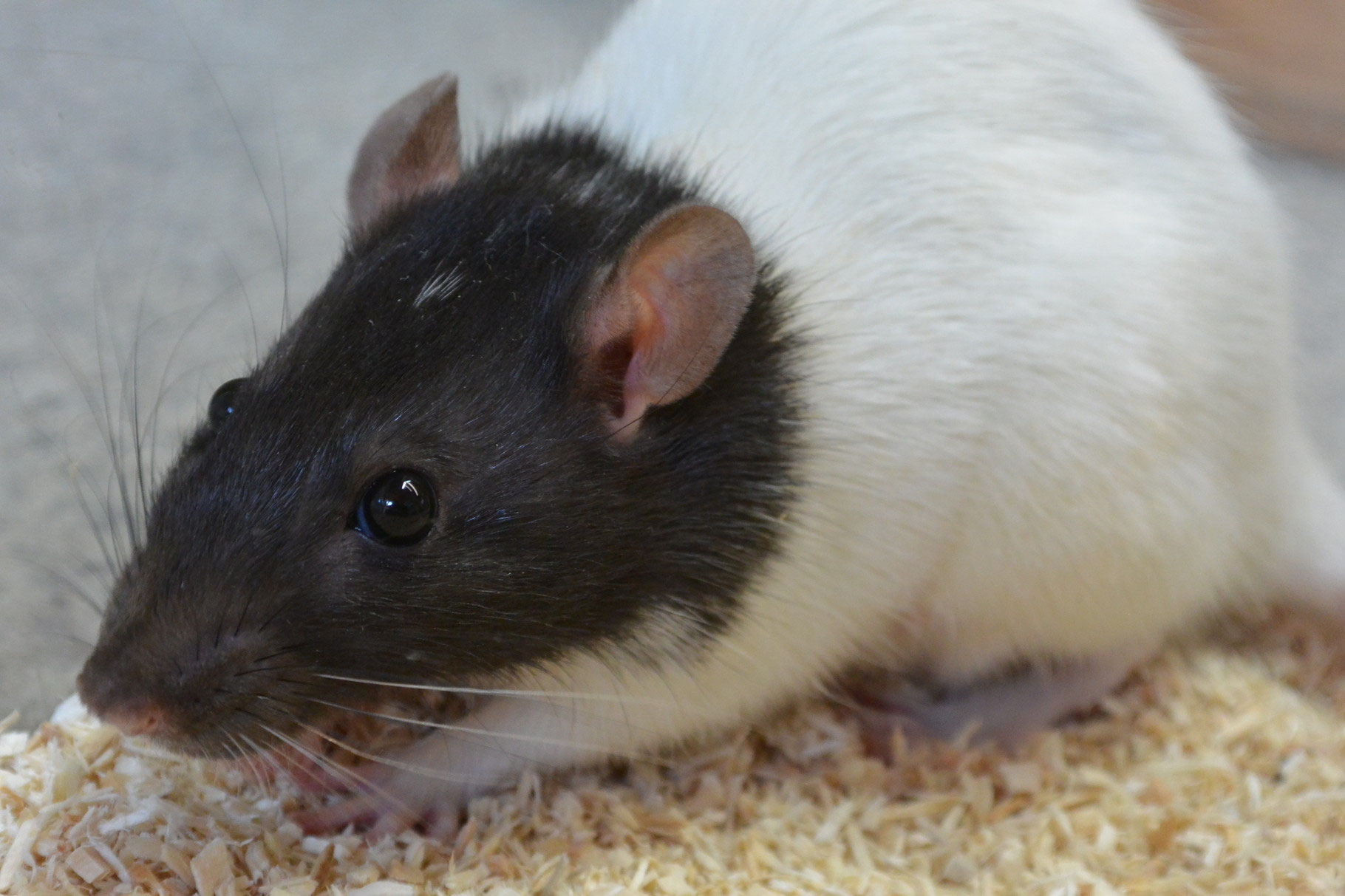 Unsere Ratten - bc-rats Schweizer Ratttenzucht