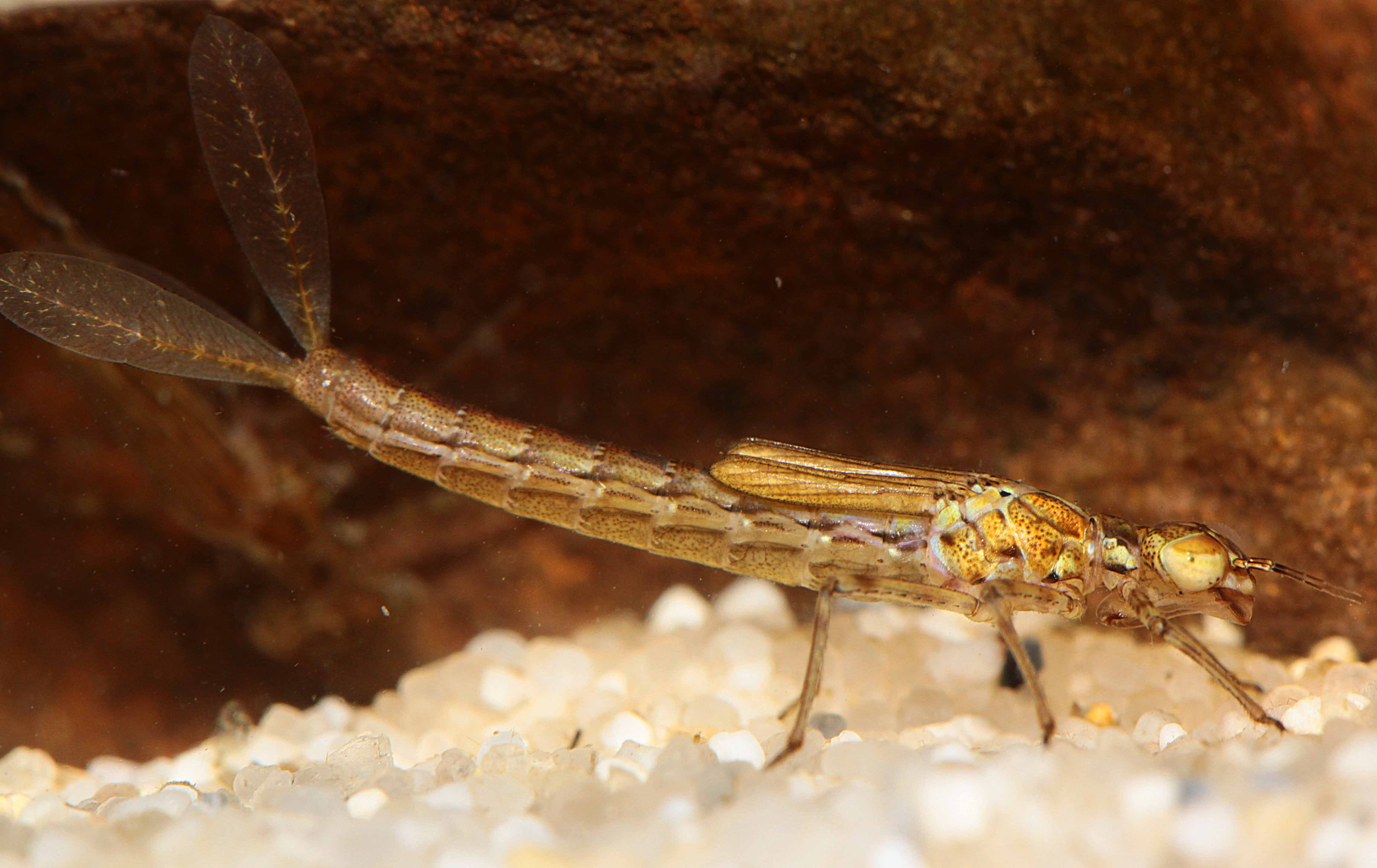 Libellen - Das Leben im Wasser - waldschrat-online.de - Libellen