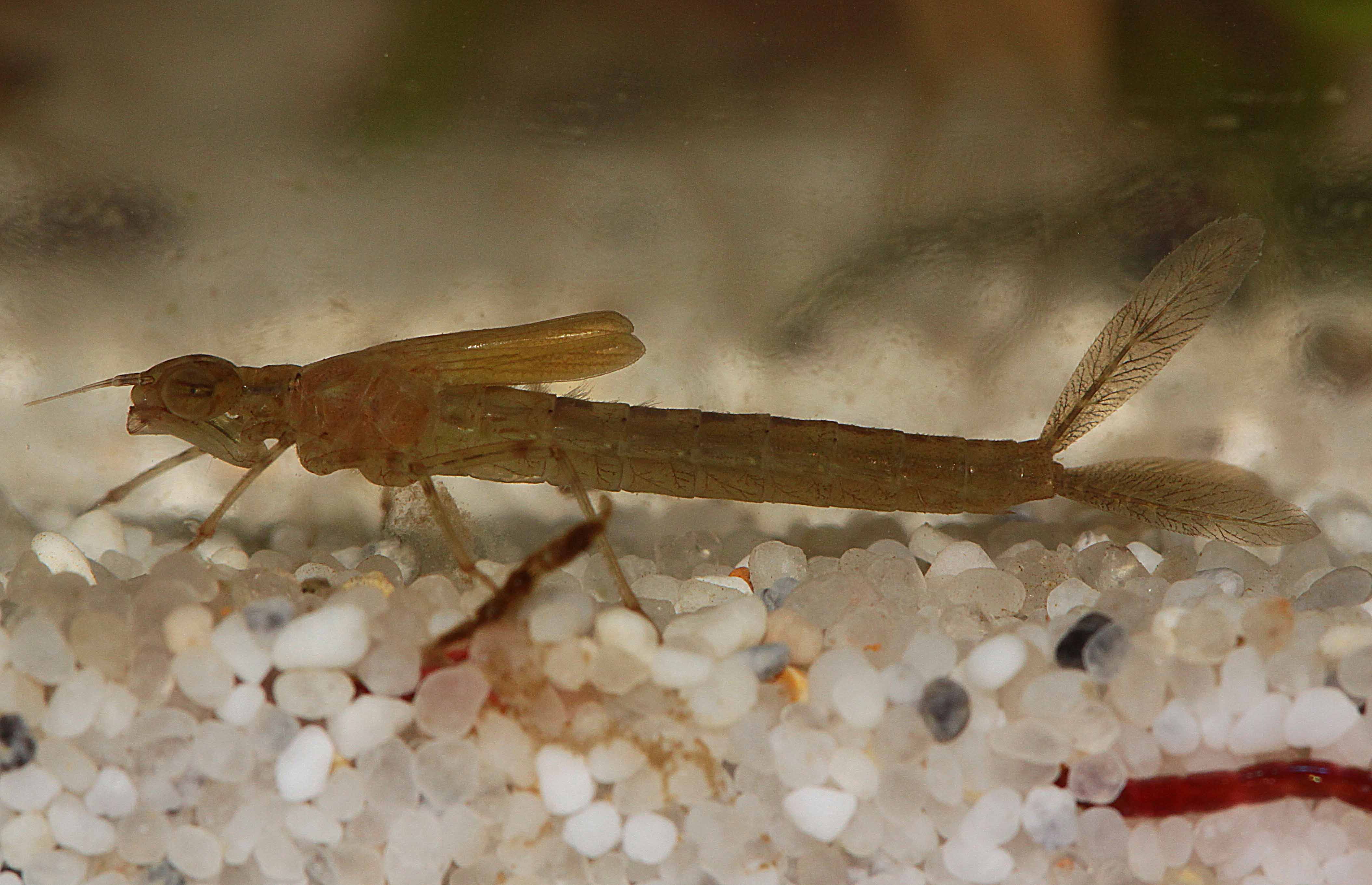 Libellen - Das Leben im Wasser - waldschrat-online.de - Libellen