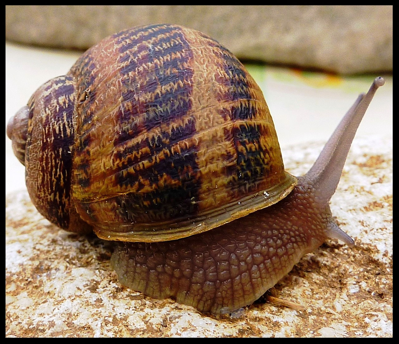 Type d'élevage - Alex'Scargot. Escargots fermiers à Morey 54610.