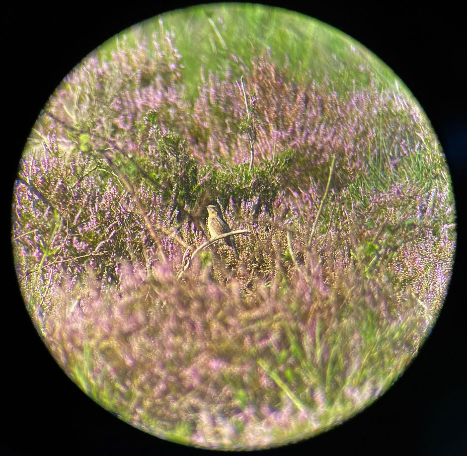 Arbeitskreis Ornithologie - Der NABU Stadtverband Köln