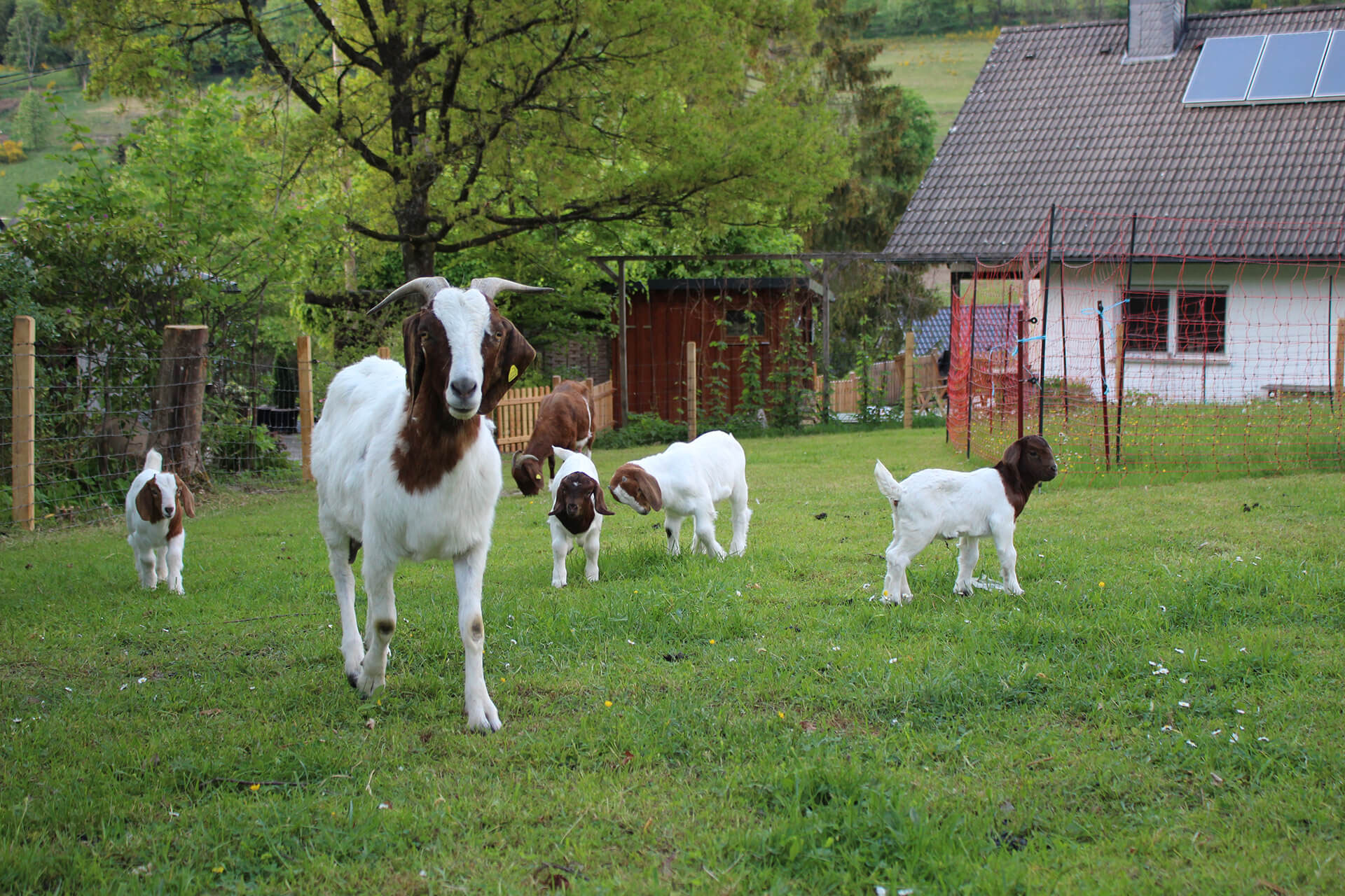 Unsere Ziegen - Regionale (Bio-)Produkte von unserem Bauernhof