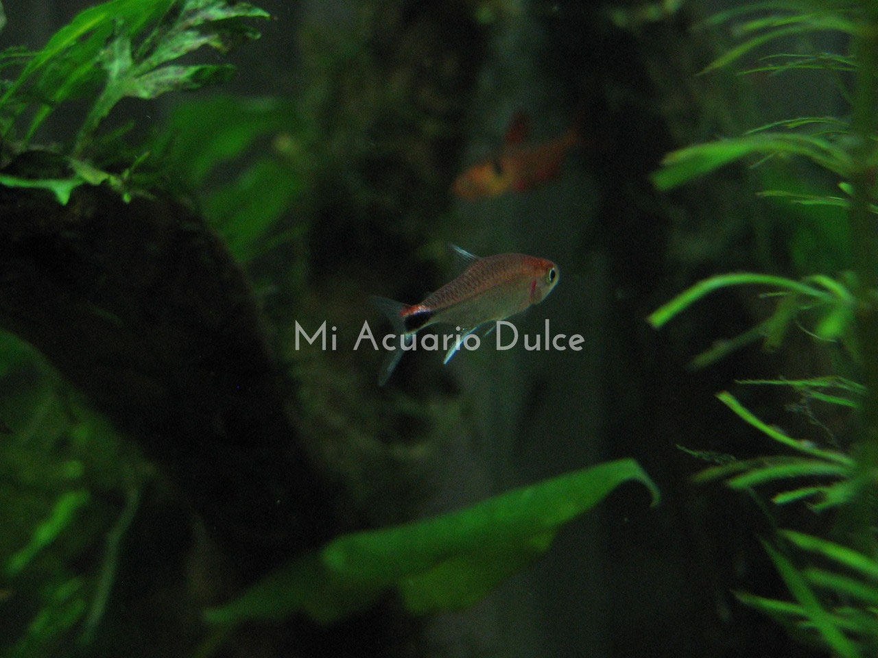 Axelrodia riesei - Mi Acuario Dulce