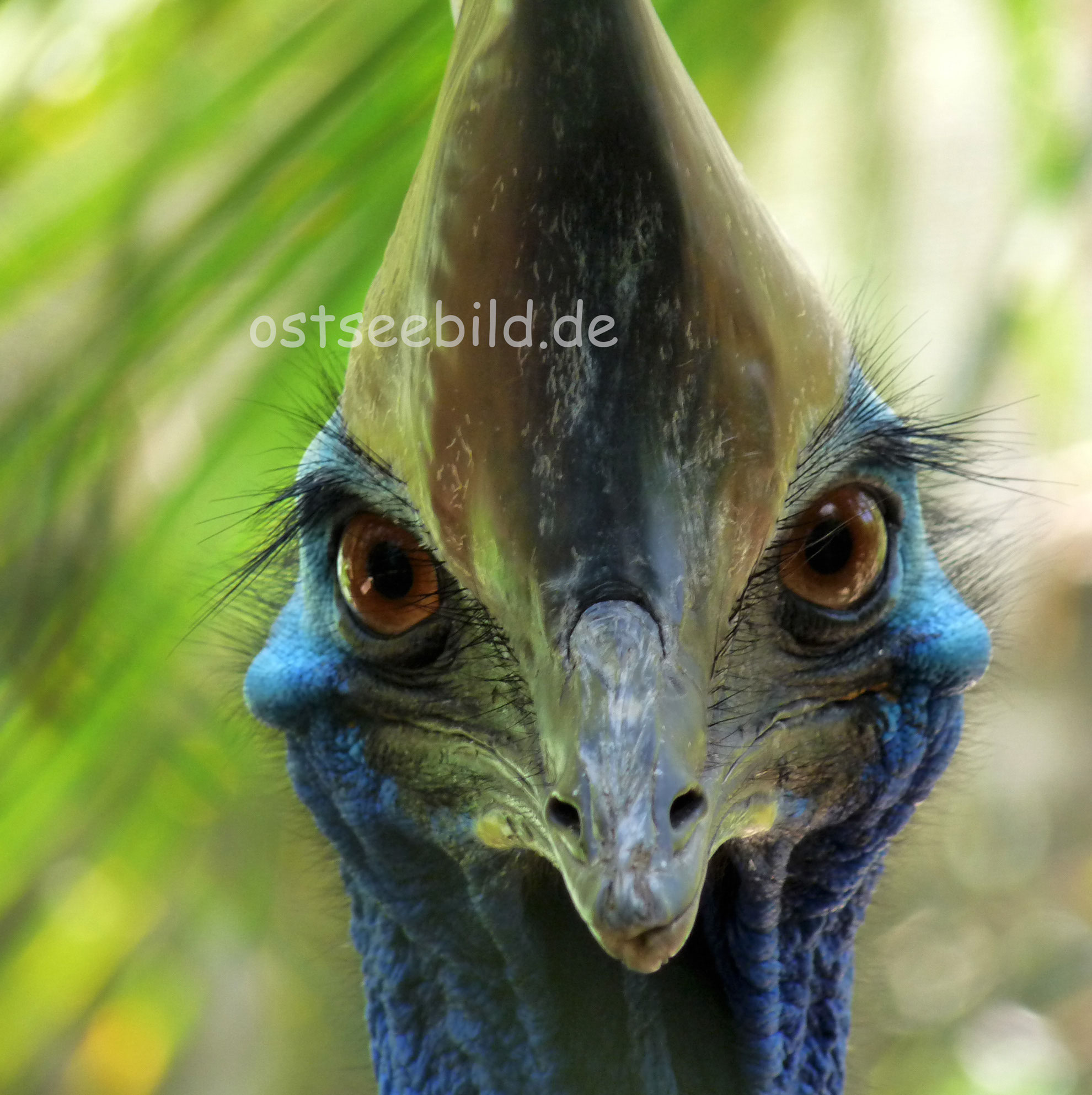 Tiere - ostseebild Naturfoto Jacqueline Temme
