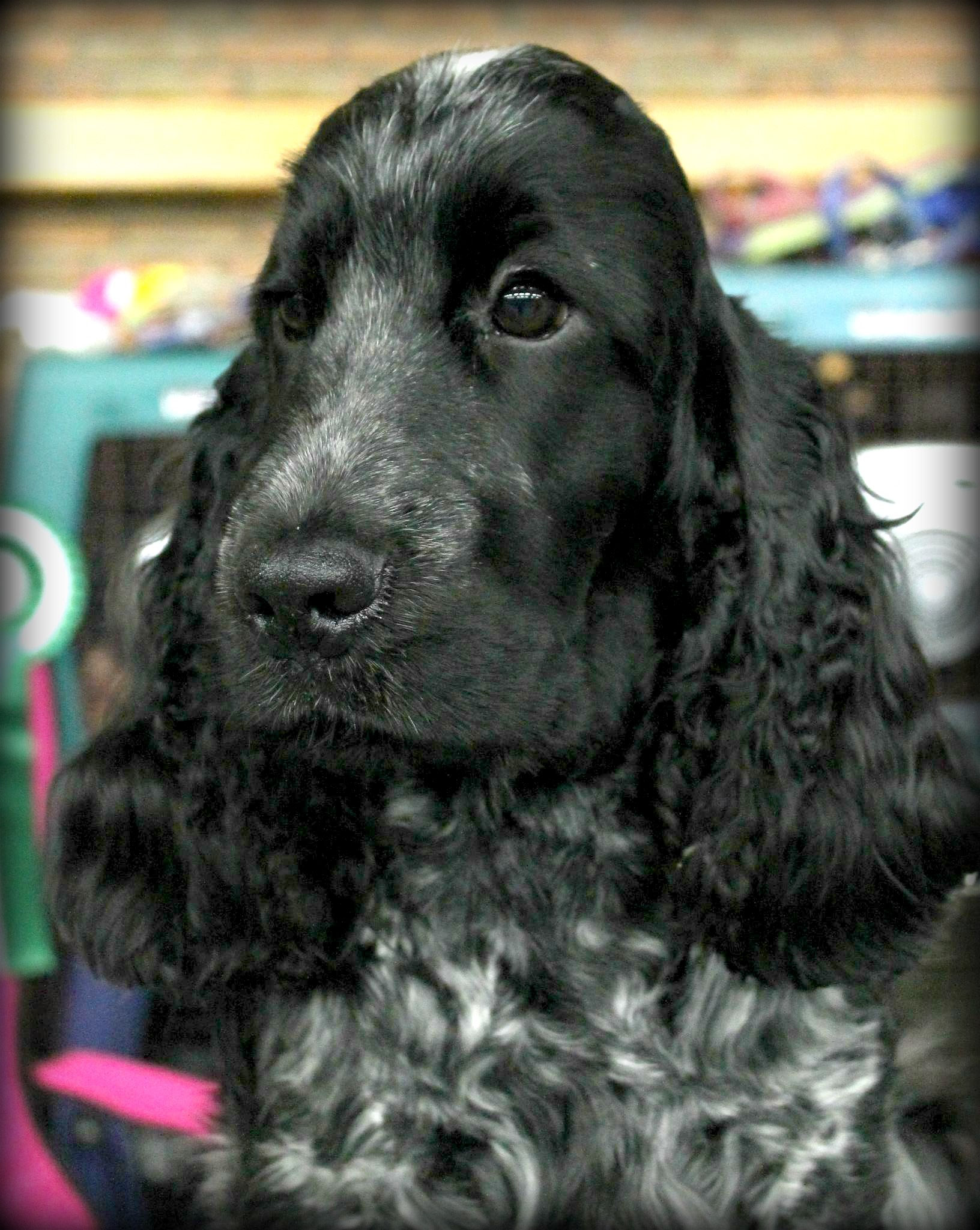 Wij stellen aan u voor... - Flaccus - Engelse Cocker Spaniels