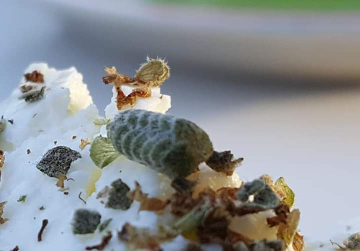 Die kretische Steinlaus - rabenfedern