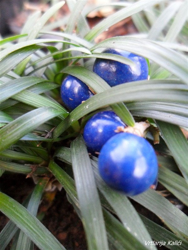 Ophiopogon sp. - Vrtlarija Kalići