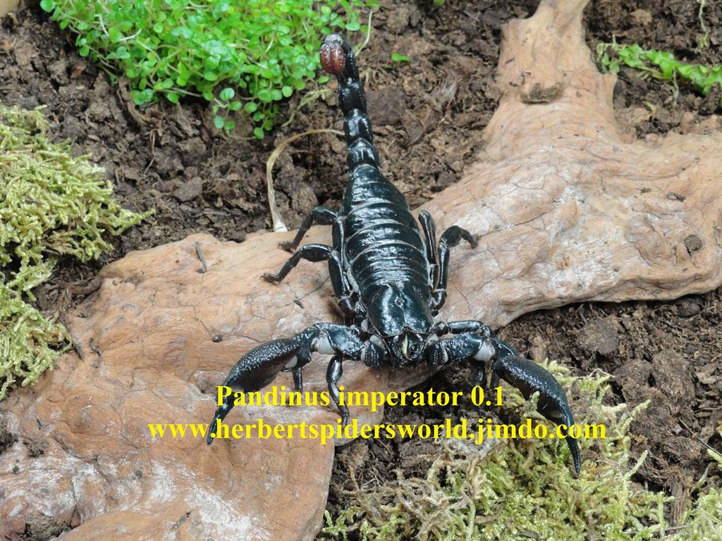 Pandinus imperator - herbertspidersworlds Jimdo-Page!