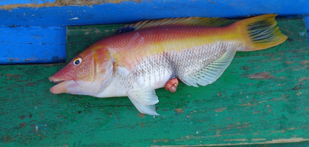 Peces - Isla de La Graciosa